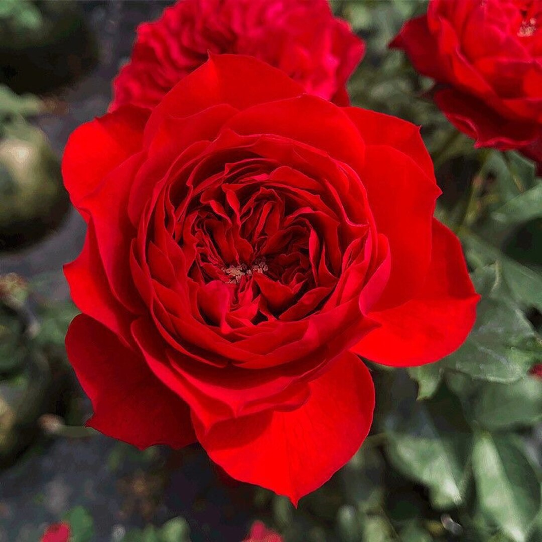 Red Apple Rose. 红苹果 Japanese Rose. Continue Blooming. Lovely Bun Flower ...