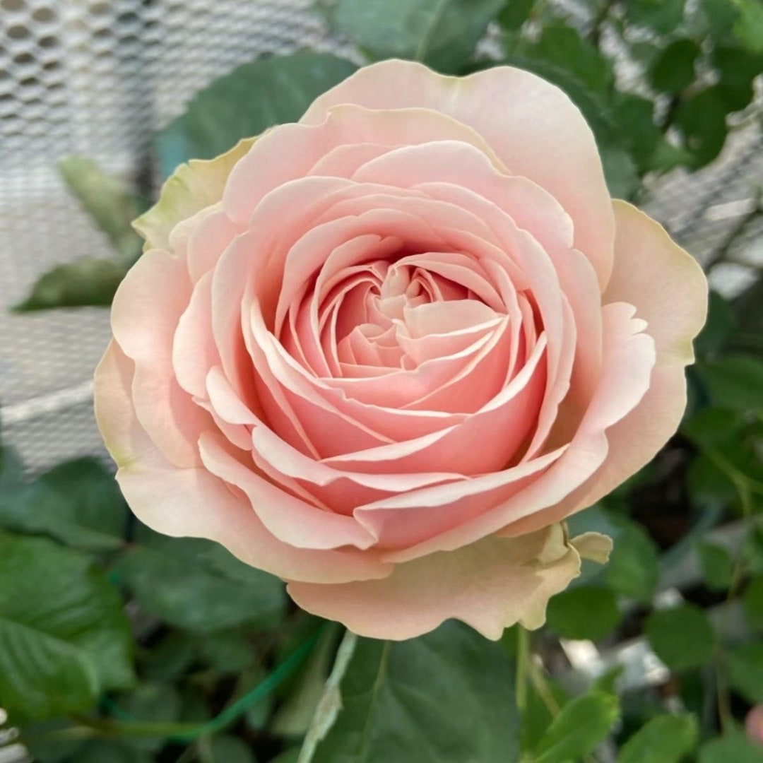 Rose Unforgettable 难忘 Cut Rose. - Etsy