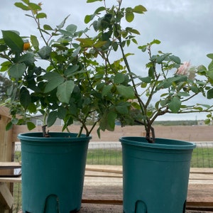 Rare Japanese Rose. She'll. 贝壳 Long Lasting Cut Flower. Own Root. Shrub ...