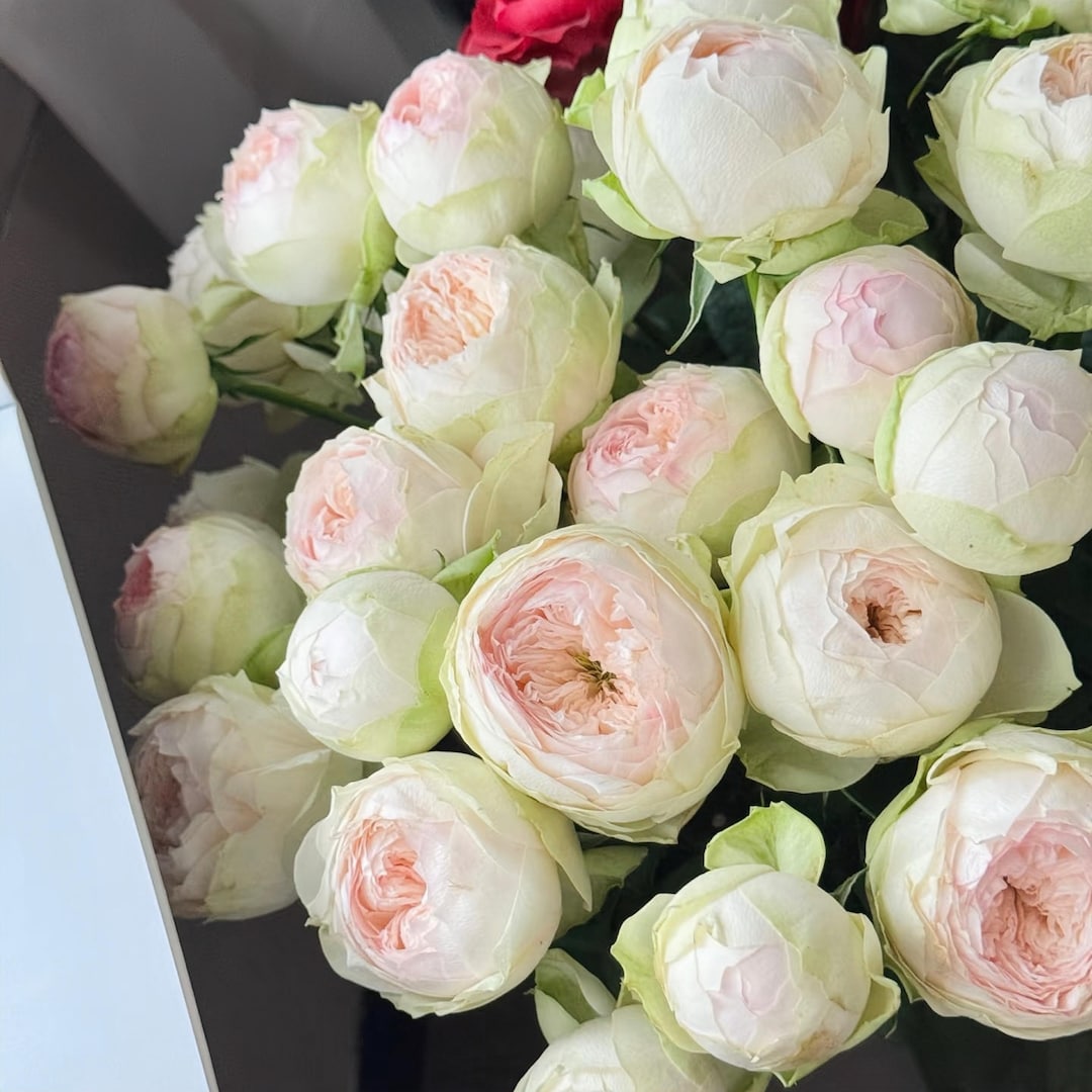 Rose Pinky Pie. 粉红派 - Etsy