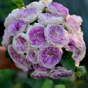 Blue Moon Stone. 蓝月石 Japanese Rose. Continue Blooming. Blooming Machine ...