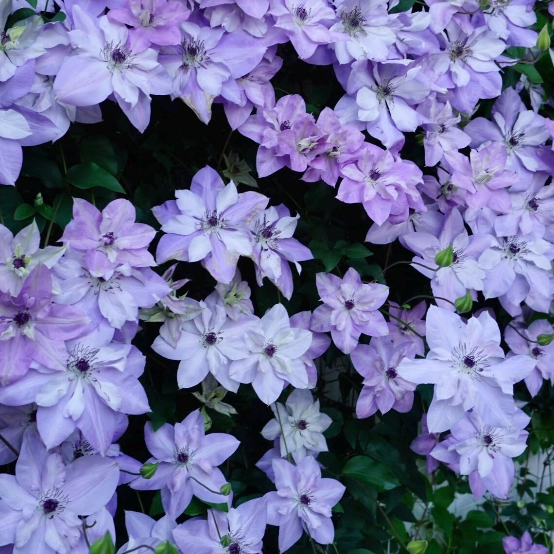 Clematis Reflection. - Etsy