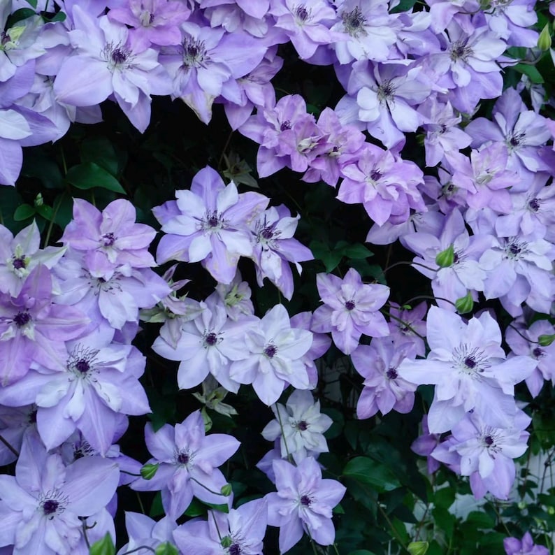 Clematis Reflection. - Etsy