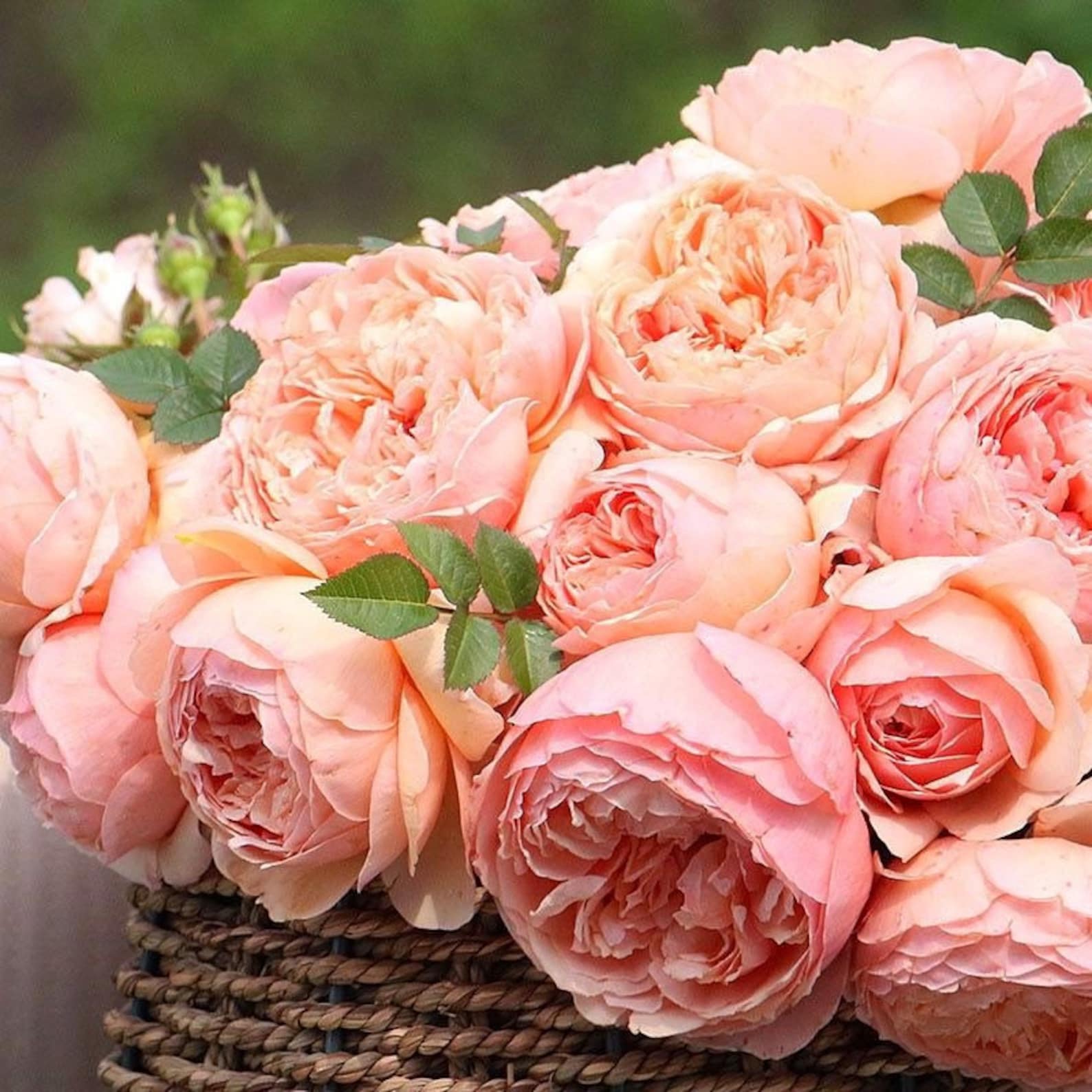 Masora. 真宙 Japanese Rose. Heat Resistance. Disease Resistance. Continue ...