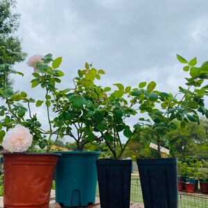 Misaki 美咲 Japanese Rose. Cut Rose. Continue Blooming. Big Flower ...