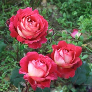 Rose Dominique Massa. 马萨德医生. Strong Fragrance. Continue Blooming ...