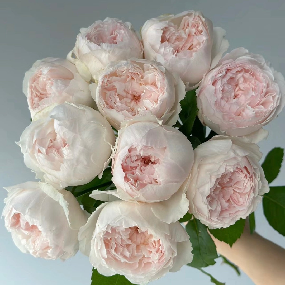 Rose Cocotte. ココット 可爱瓷 - Etsy