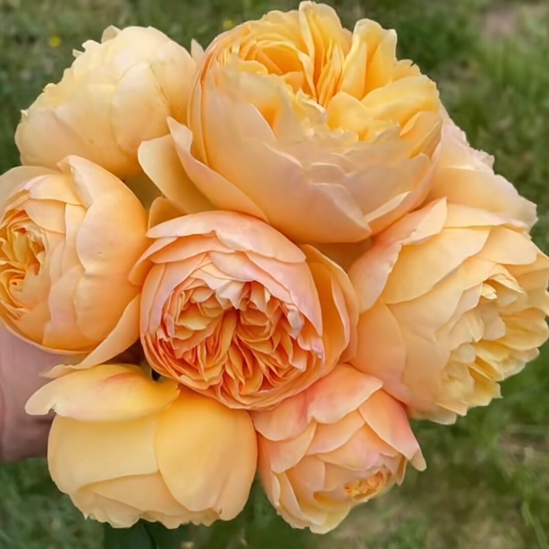 Rose Ronald 罗尔德 Free Priority Shipping. - Etsy