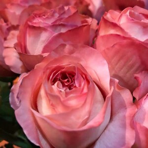 Rose London Eye. 伦敦眼. Rare Rose. Own Root. Cut Rose. Light Fragrance ...