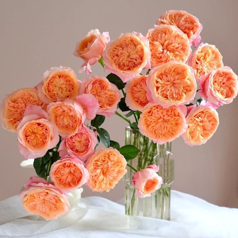 Rose Victoria's Secret. 维多利亚的秘密 - Etsy