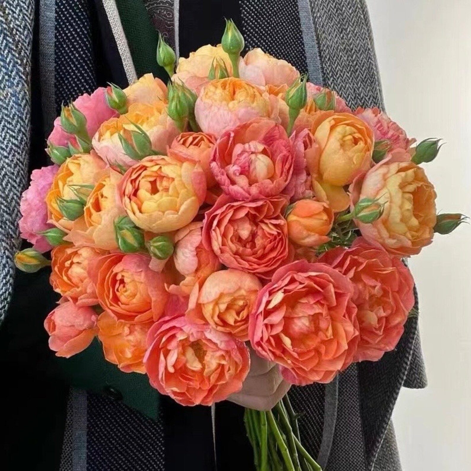 Rose Plant 'huanle Song' Juicy Terrazza. 欢乐颂果汁 Flower Machine. Repeat ...