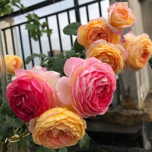Rosomane Janon. 罗曼尼 詹森. Fragrance. Continue Blooming. France Rose. - Etsy
