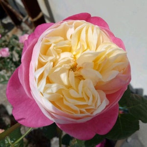 Rose Washitsu/mon Amour，和室. Japanese Rose. Continue Blooming. Changing ...