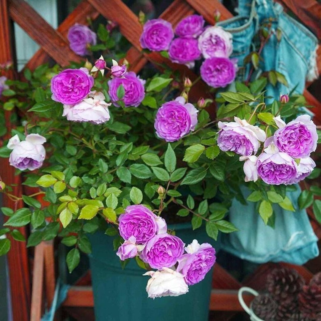 Aunt Margy 's Rose 玛姬婶婶 Climbing Rose. Free Shipping. Mini Rose. - Etsy