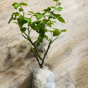 Mystery Blue Roses. Random Pick. - Etsy