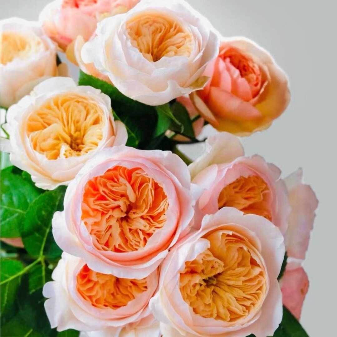Chinese Julie. Wedding Cut Rose 明宫 Free Priority Shipping. - Etsy
