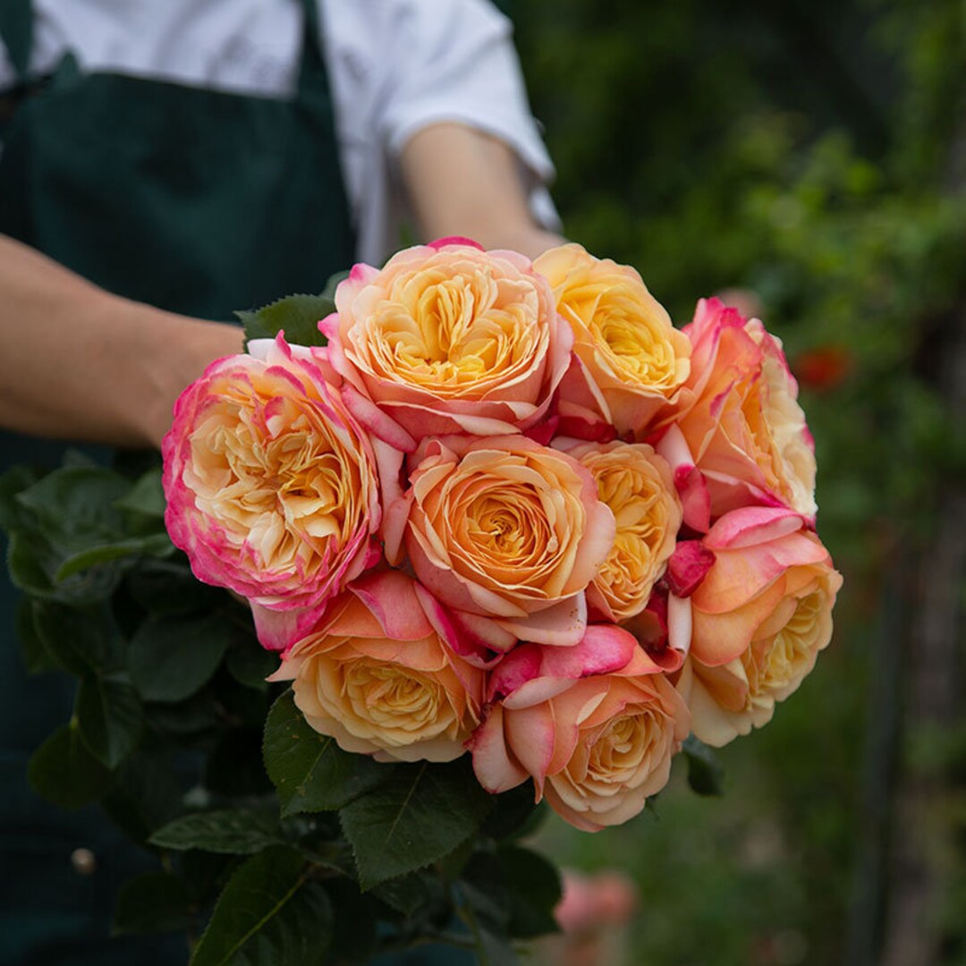 Rose Capri 卡普里 Cut Rose. 2 Year Old Live Plant Fragrance. - Etsy