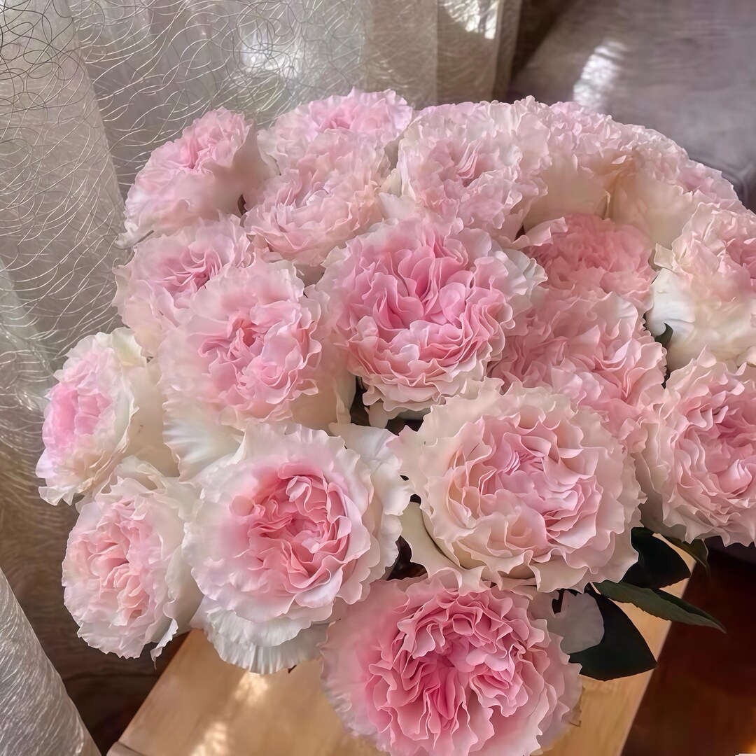 Mandela Rose.pretty Cut Rose. Own Root. - Etsy