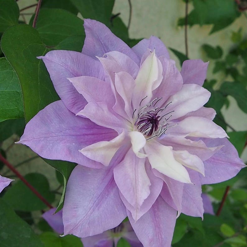 Clematis Reflection. - Etsy