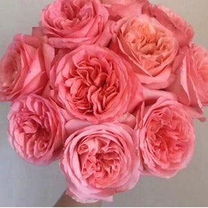 Rose London Eye. 伦敦眼. Rare Rose. Own Root. Cut Rose. Light Fragrance ...