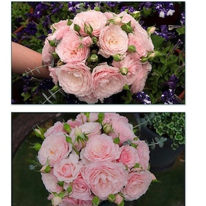 Misaki 美咲 Japanese Rose. Cut Rose. Continue Blooming. Big Flower ...