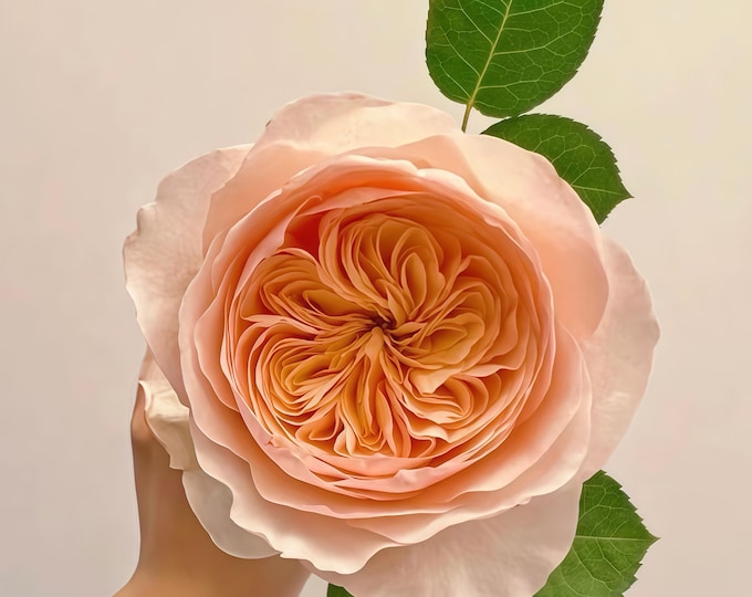 English Garden Shrub Rose Auswill | Austir | Tall Shrub | Pink Apricot ...