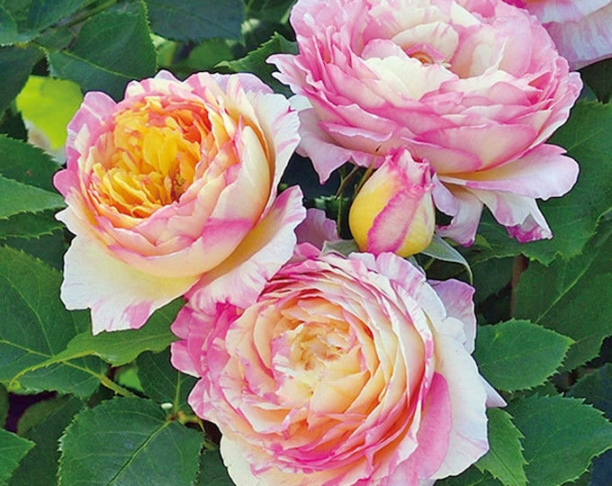 Rose Marc Chagall，夏加尔. Fragrance. Easy Care. Continue Blooming. Own ...