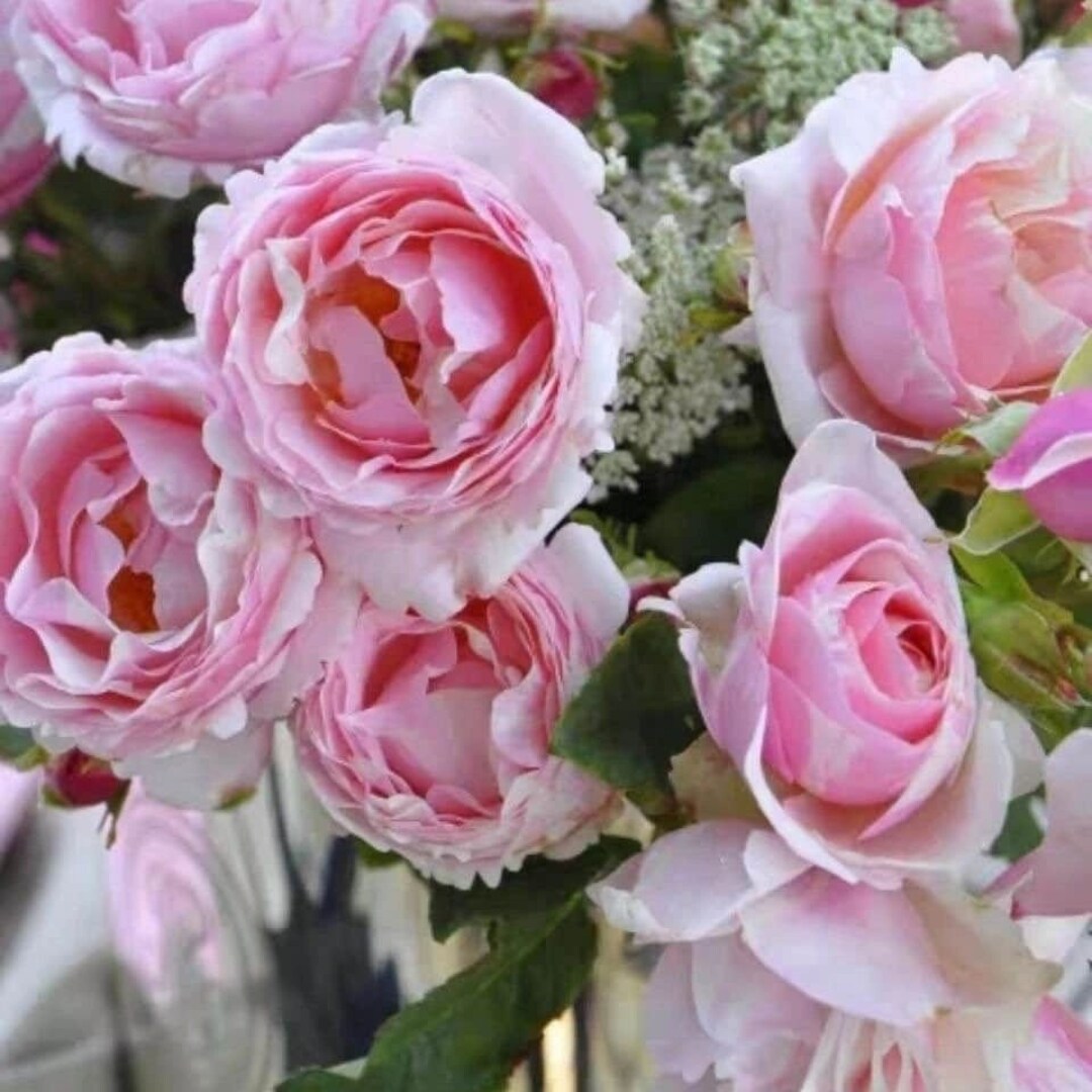 Rose Billet Doux. 情书. Continue Blooming. Strong Fragrance. Disease ...
