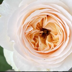 Chinese Julie. Wedding Cut Rose 明宫 - Etsy