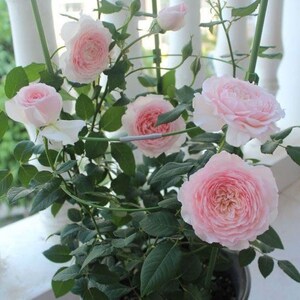 Misaki 美咲 Japanese Rose. Cut Rose. Continue Blooming. Big Flower ...