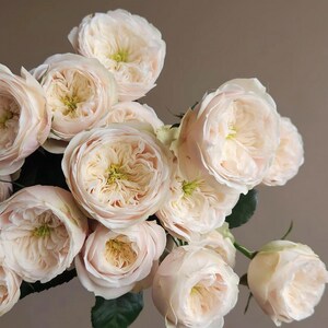 Rose Darlington. 达林顿 Own Root - Etsy