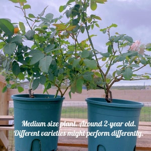 New Chinese Rose. 霁色.strong Fragrance. Heat Resistance. Own Root. Shrub ...