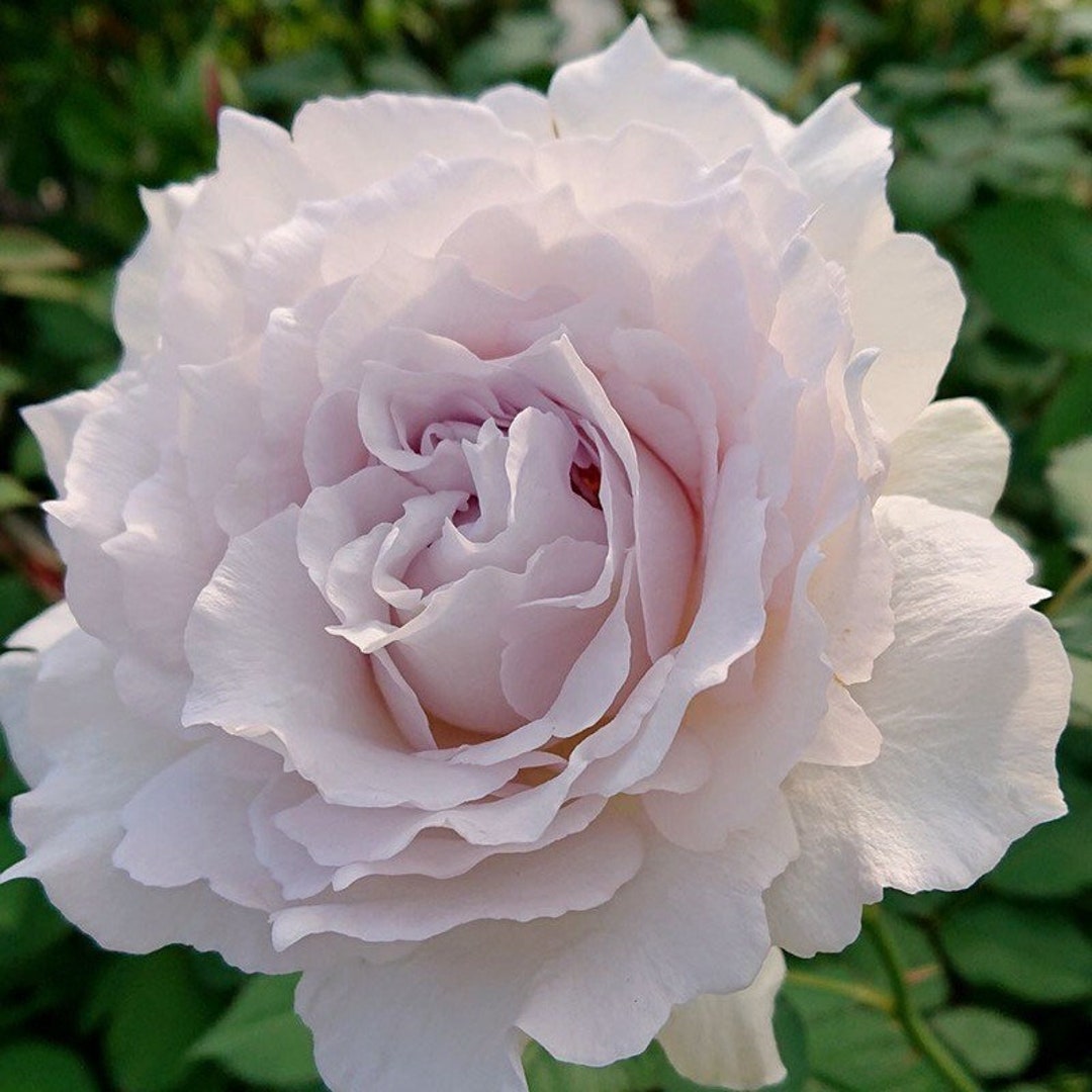 Saphiret 莎菲天使 Japanese Rose 河本纯子 Continue Blooming. Heat Resistance. - Etsy