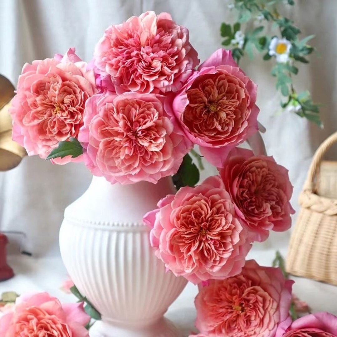 Miyabi 雅 Japanese Rose Cut Rose. Own Root. Continue Blooming. - Etsy