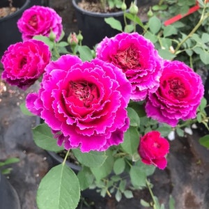 Ramukan. Japanese Rose. Live Plant. Own Root . Ship With Pot. - Etsy