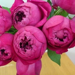 Rose Autumn Rouge. 秋日胭脂. Own Root. Strong Fragrance. Continue Blooming ...