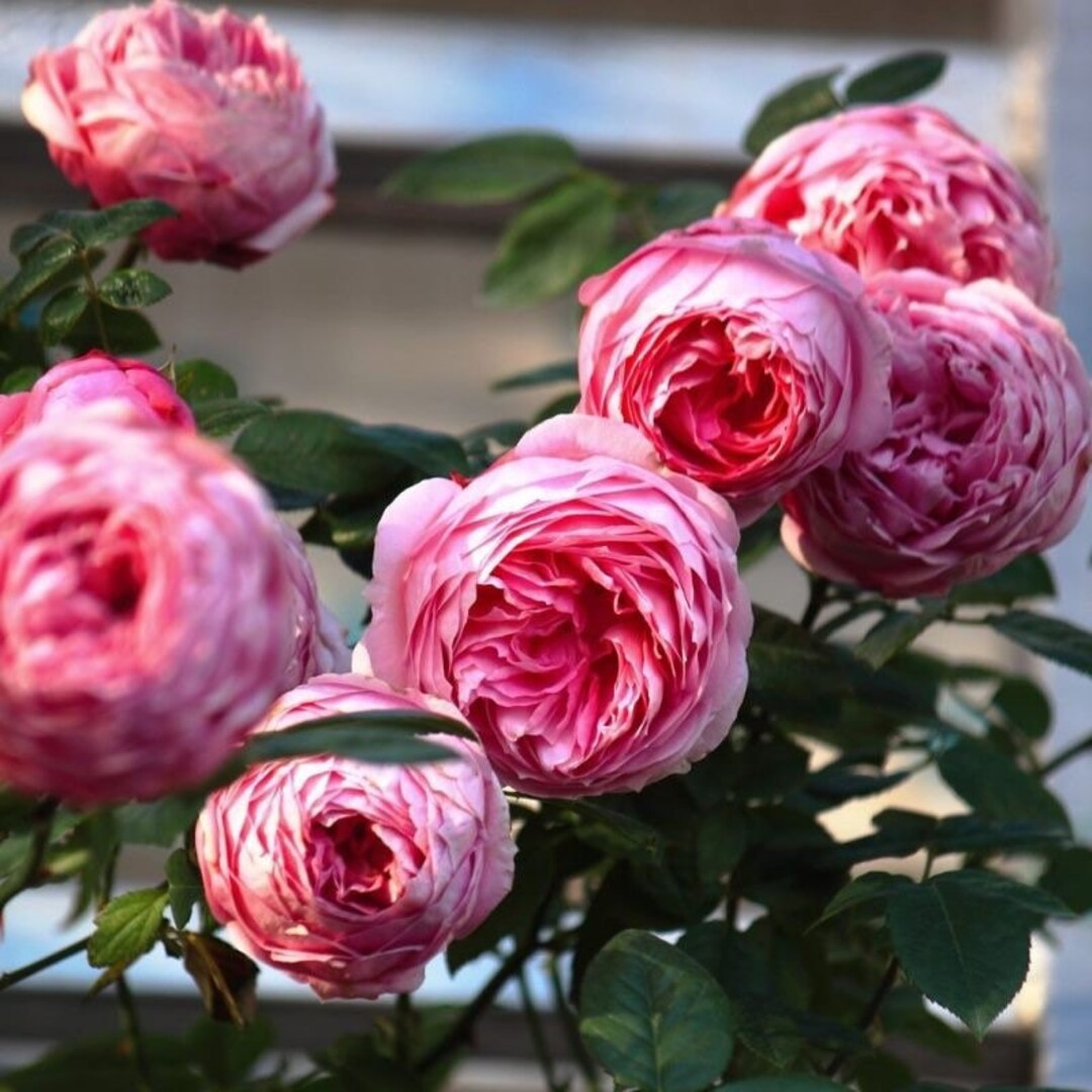 Miyako 京/宫古 Balcony Rose. Continue Blooming. Perfect Potted Plant ...