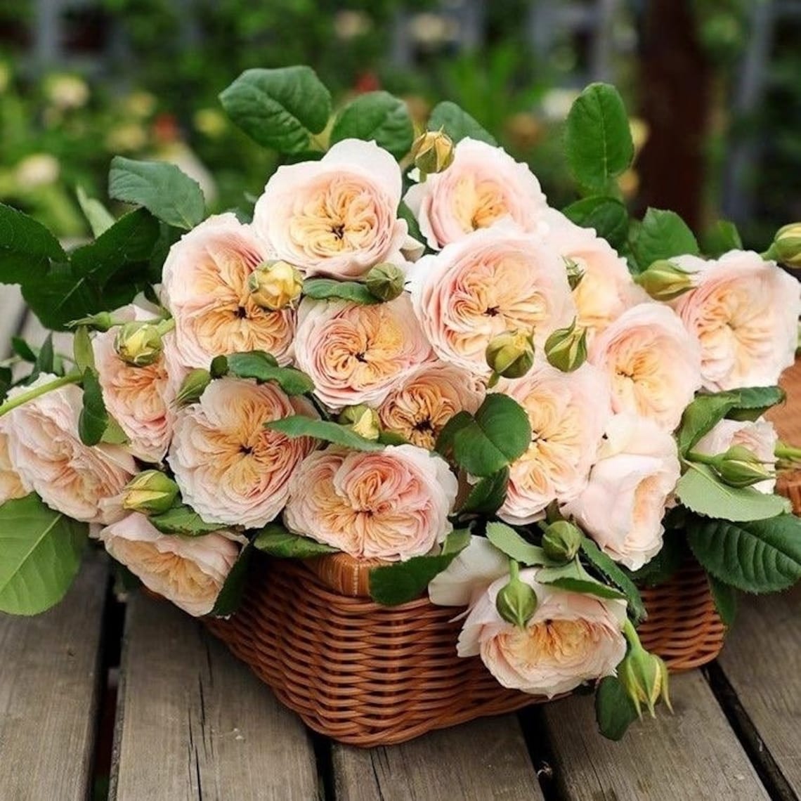 Chinese Julie. Climbing Rose Hanxian 涵仙，cut Rose. Highly Recommended ...