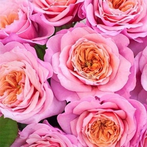 Miyabi 雅 Japanese Rose Cut Rose. Own Root. Continue Blooming. - Etsy