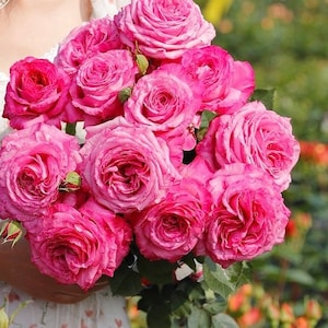 Chinese Rose. 桃灼蓝天. Fast Repeat Blooming. - Etsy