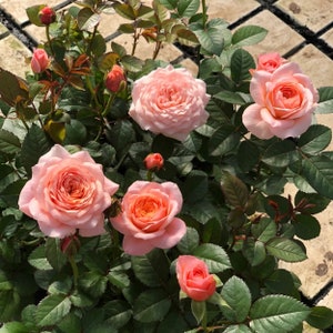 Rose London Eye. 伦敦眼. Rare Rose. Own Root. Cut Rose. Light Fragrance ...