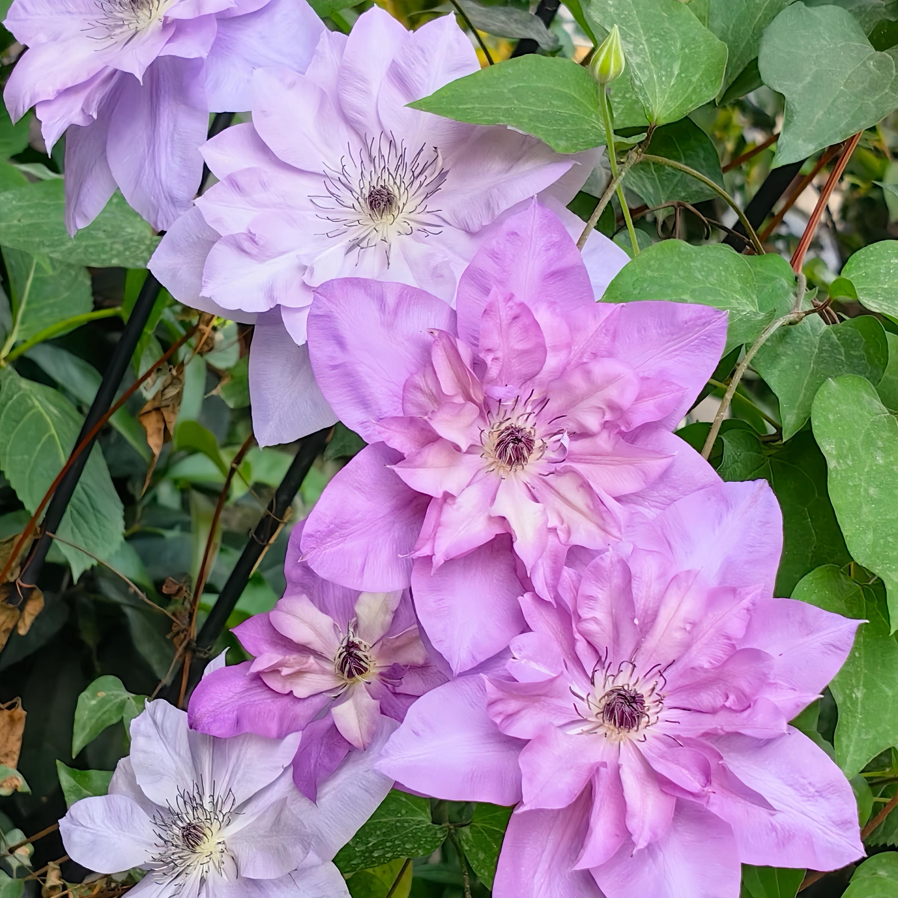 Clematis Reflection. - Etsy