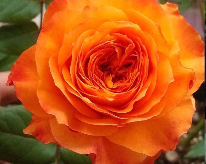 Orange Romantic 浪漫橙色 Own Root. Continue Blooming. - Etsy