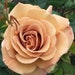 Rose Ronald 罗尔德 Free Priority Shipping. - Etsy