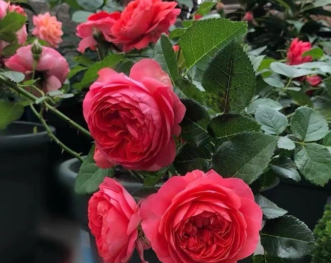 Rare New Rose. Red Juicy Terrazza. 红果汁，flower Machine. Continue ...