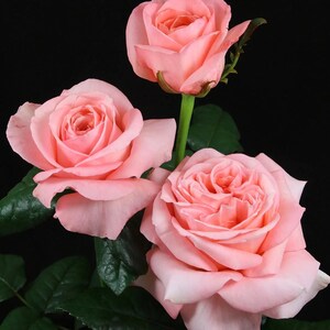 Rose London Eye. 伦敦眼. Rare Rose. Own Root. Cut Rose. Light Fragrance ...