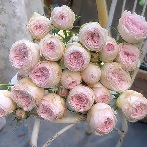 Mansfield Park 蔓斯菲尔公园 /酷皮泡泡 Cut Rose. Own Root. - Etsy