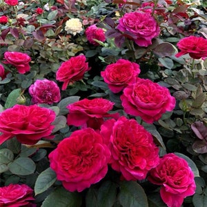 Rose Rouge Royale 皇家胭脂 Meiland Rose. - Etsy