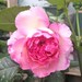 Rose Aube. 破晓. Climbing Rose. Continue Blooming. Fragrance. Japanese ...