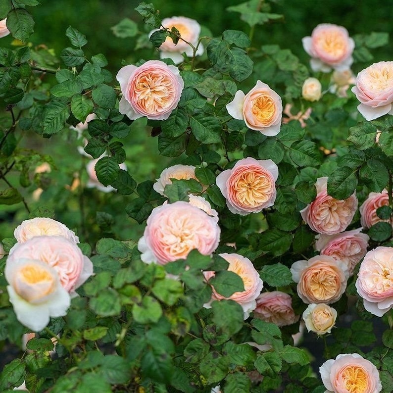 Chinese Julie. Climbing Rose Hanxian 涵仙，cut Rose. Highly Recommended ...